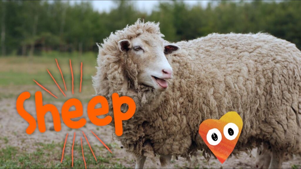 Sheep - Minno Kids