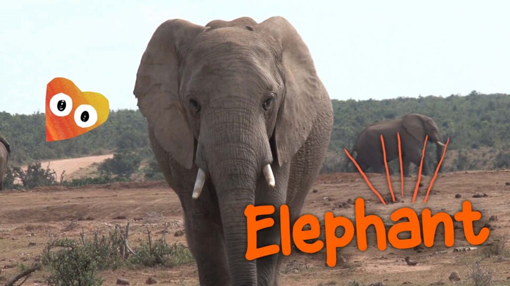 Elephant - Minno Kids