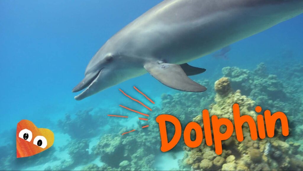 Dolphin - Minno Kids