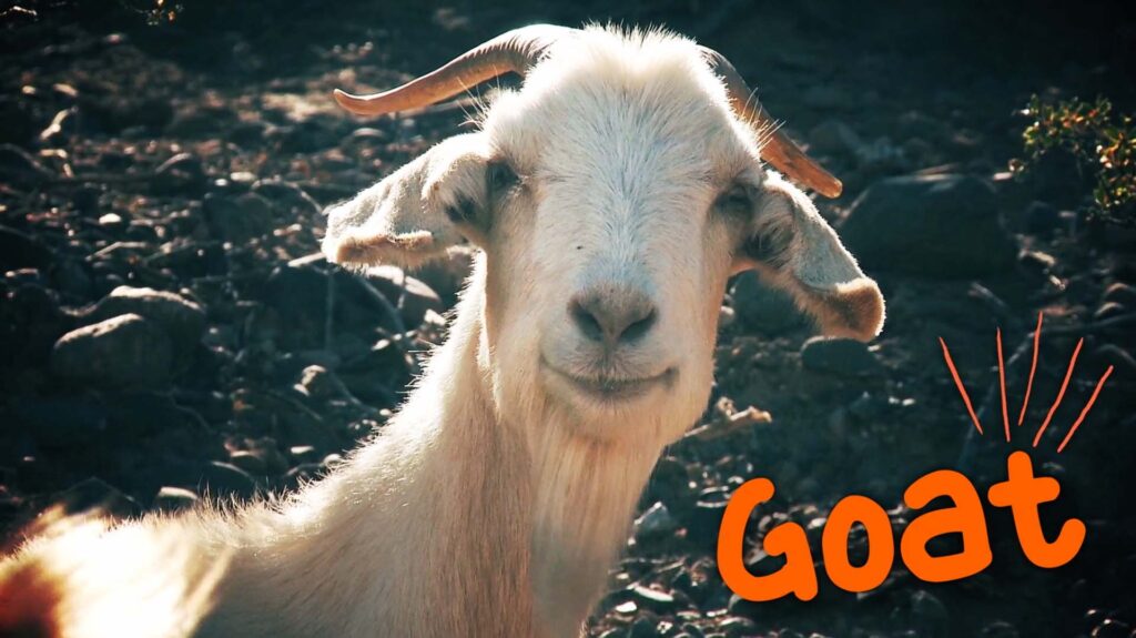 Goat - Minno Kids
